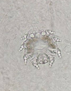 Principais Ectoparasitos das Espécies Convencionais de Animais de ...