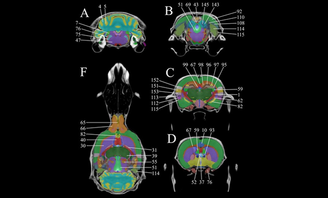 Diagrama De Disección De Cerebro De Rata