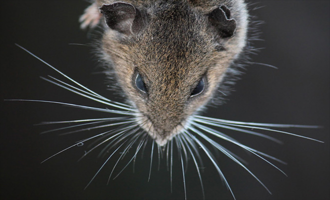 ¿Por qué estudiar los bigotes en ratones? Los humanos no tienen bigotes