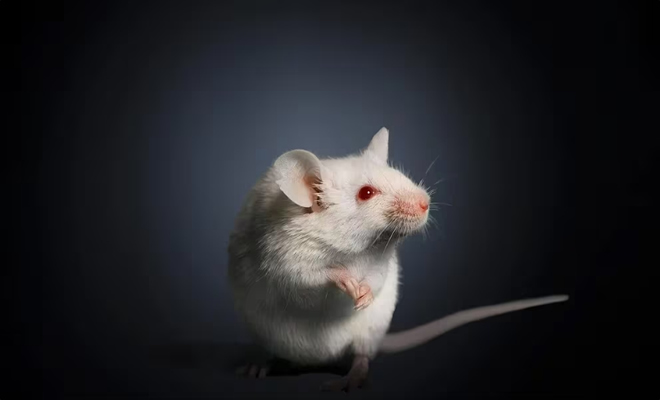 ¿Embriones de ratón cultivados en el espacio? Los detalles del ...