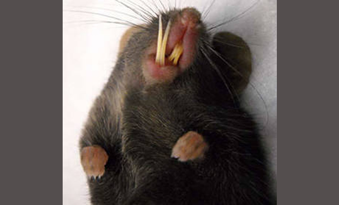 Cómo detectar y manejar la maloclusión en la investigación con ratones