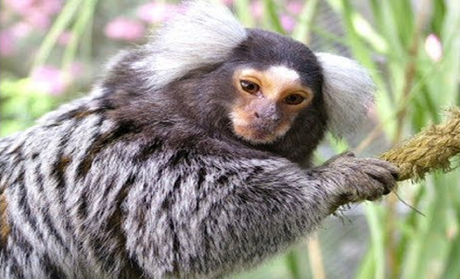 Decodifican el vocabulario del mono