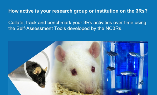 Herramienta de autoevaluación del NC3Rs: ¿Qué tan activo es su grupo de ...