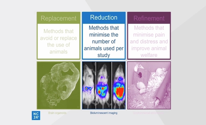 Video de NC3Rs: Entrenamiento en las Rs