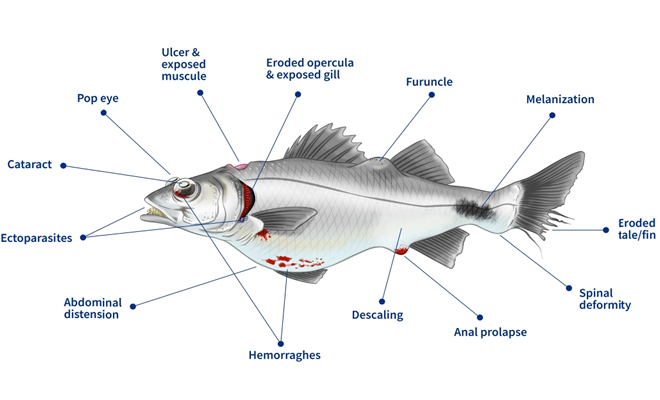 Nuevo manual de necropsia en peces: Herramienta esencial para la ...