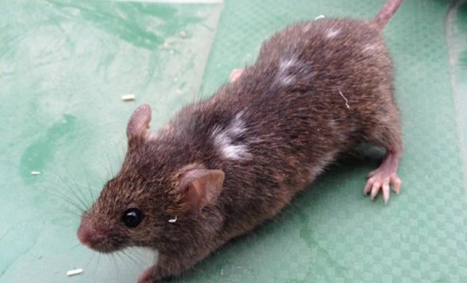 Los ratones cambian su apariencia como resultado de la exposición ...