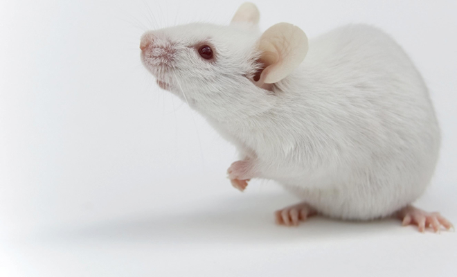 El uso de animales para la investigación científica sigue siendo ...