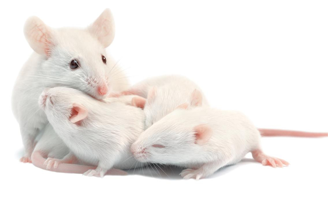 Las crías de ratón distinguen su madre de una hembra extraña