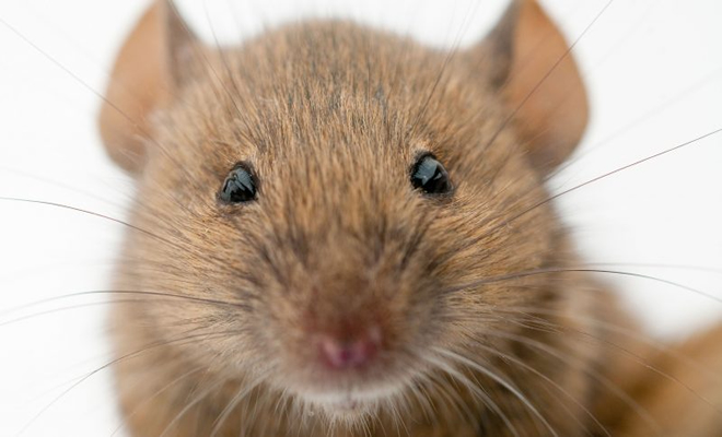 Devuelven la vista a ratones ciegos al convertir células de la piel en ...